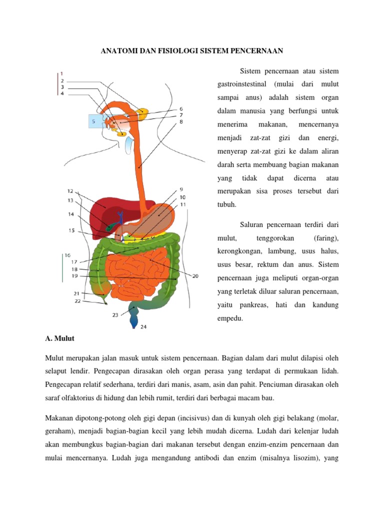 Anatomi Dan Fisiologi Sistem Pencernaan Manusia | PDF