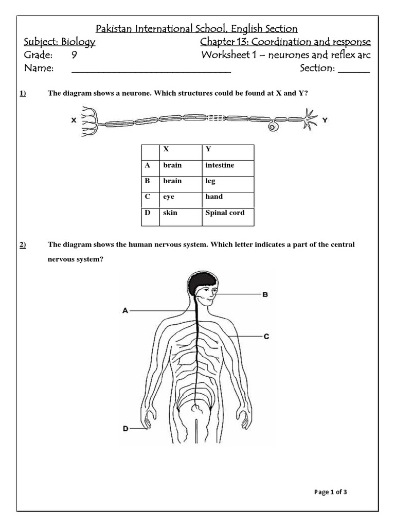 Coordination and Response - M.C.Q Worksheet 1 - Grade 9 | PDF | Nerve ...