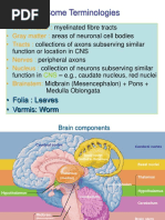 Brain Mnemonics and Functions | PDF | Cerebral Hemisphere | Cerebral Cortex