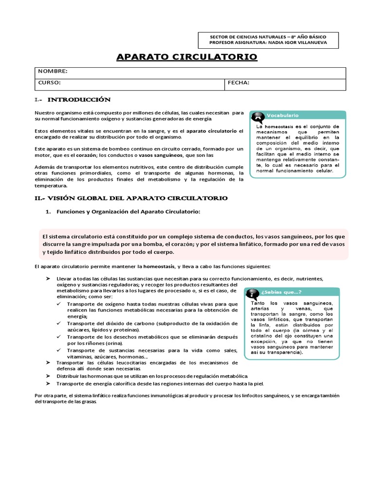 Actividades del Sistema Circulatorio Infantil | PDF | Corazón | Aorta
