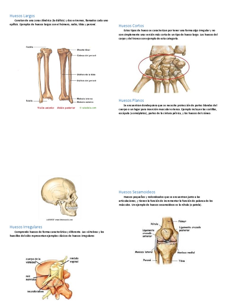 Tipos De Huesos Irregulares