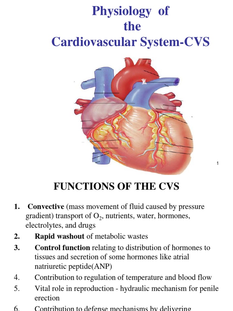 CVS11 Physiology | PDF | Heart Valve | Ventricle (Heart)