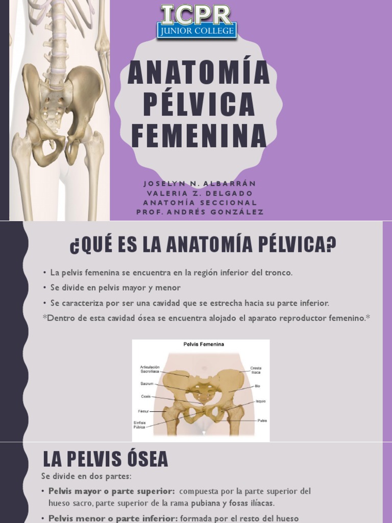 Anatomía de la Pelvis Femenina | PDF | Útero | Pelvis
