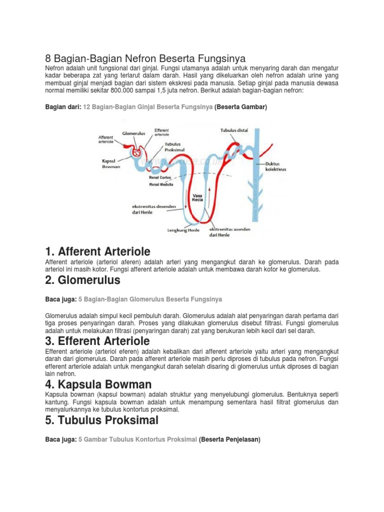 8 Bagian-Bagian Nefron Beserta Fungsinya: 1. Afferent Arteriole 2 ...