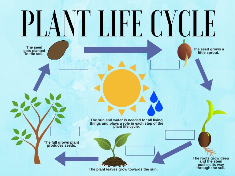 Plant Life Cycle 1 | PDF