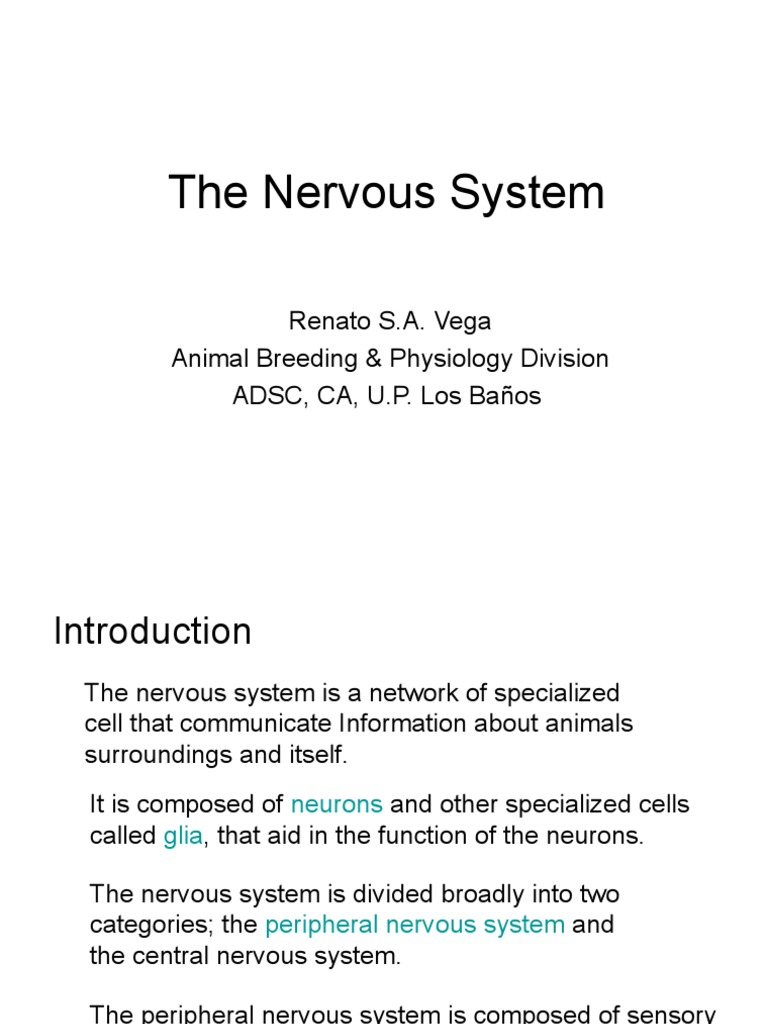 Lect 2 The Nervous System | PDF