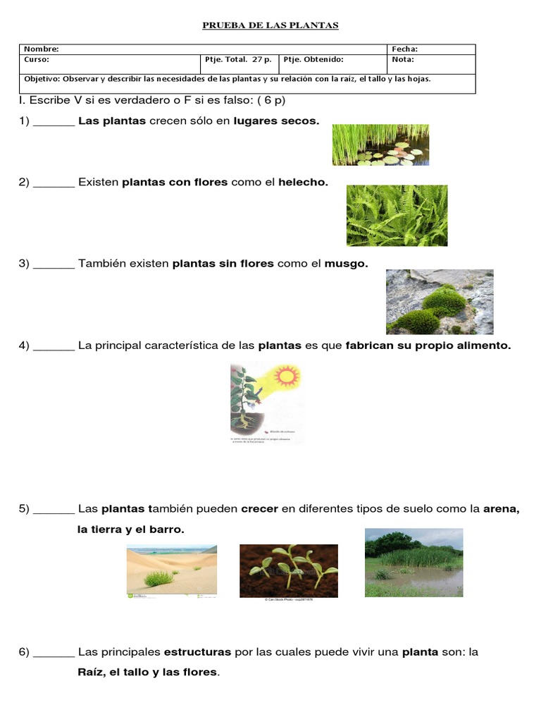Examen sobre las Plantas para Niños | PDF | Plantas | Hoja