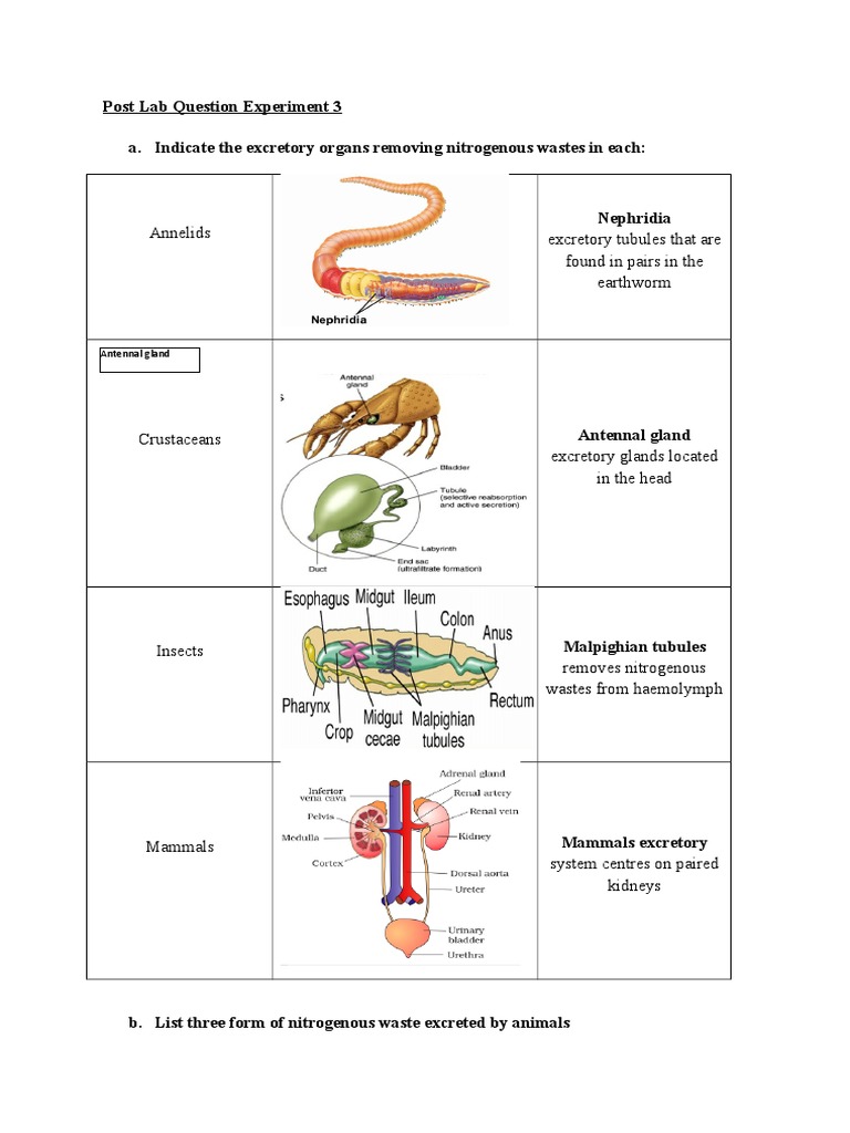 Post Lab Question Experiment 3 Bio | PDF | Angiotensin | Kidney