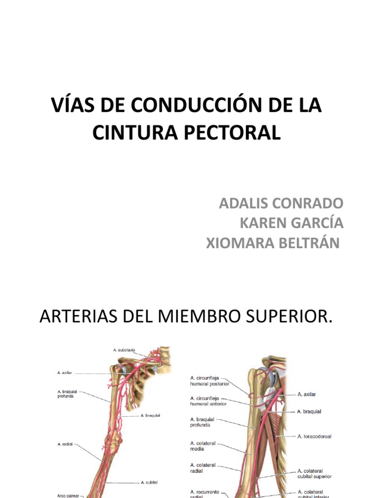 Expo Morfo Final | PDF | Ciencias sociales