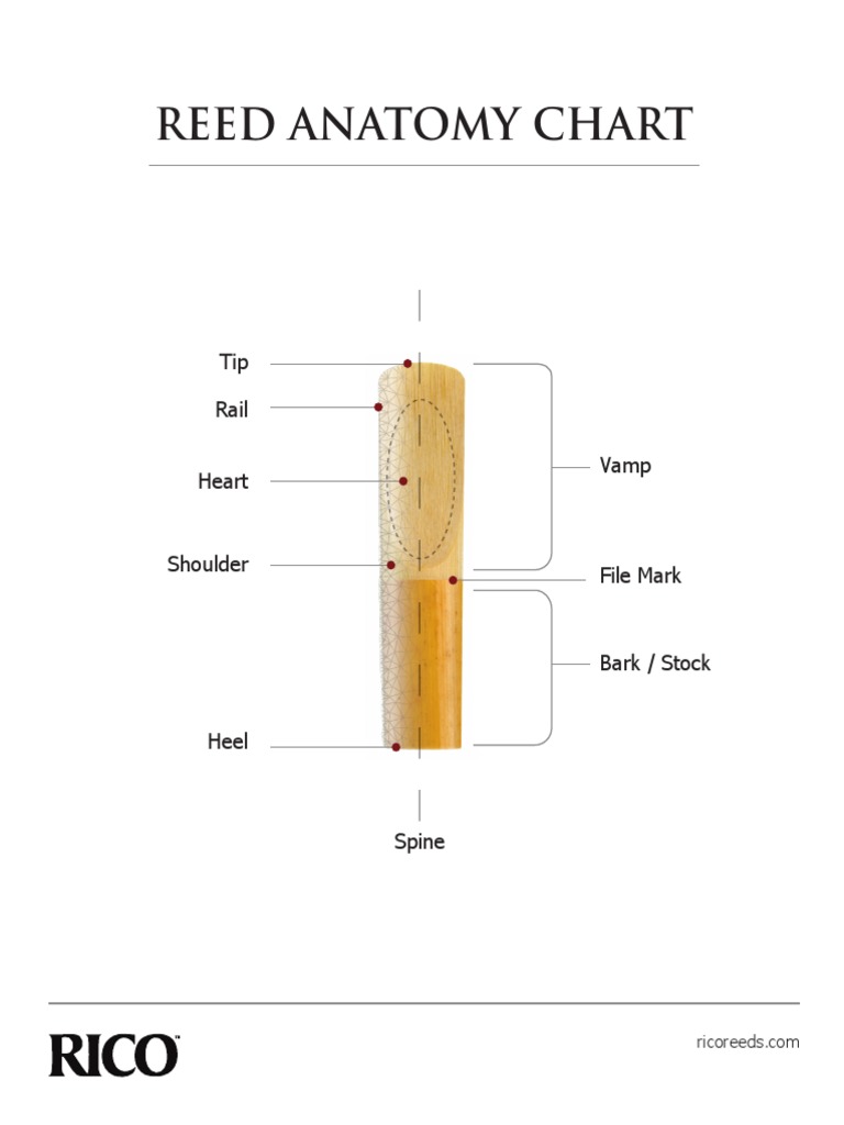Reed Anatomy Chart: Tip Rail Heart Vamp | PDF