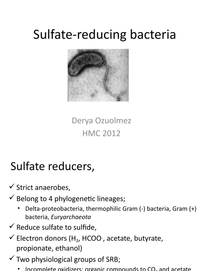 Overview of Sulfate-Reducing Bacteria | PDF