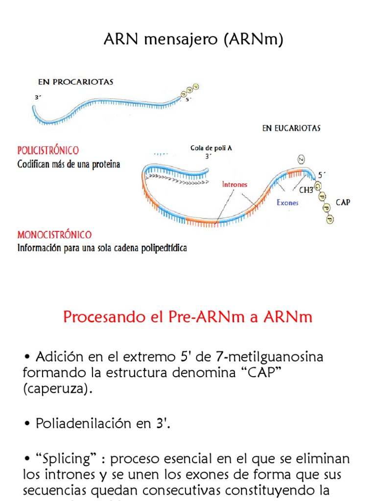 ARN Mensajero (ARNm) | PDF
