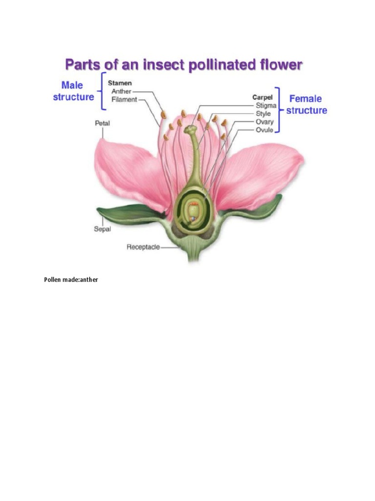 Pollen Made | PDF