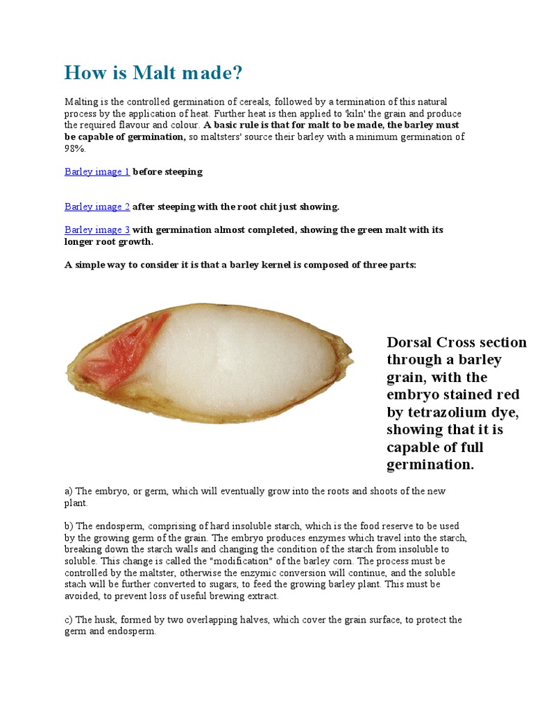 How Is Malt Made | PDF | Brewing | Malt