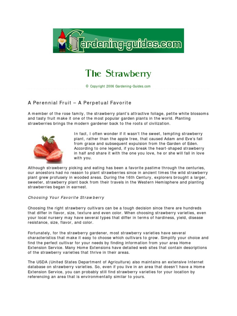 Strawberries Growing and Selection Guide PDF | PDF | Strawberry | Mulch
