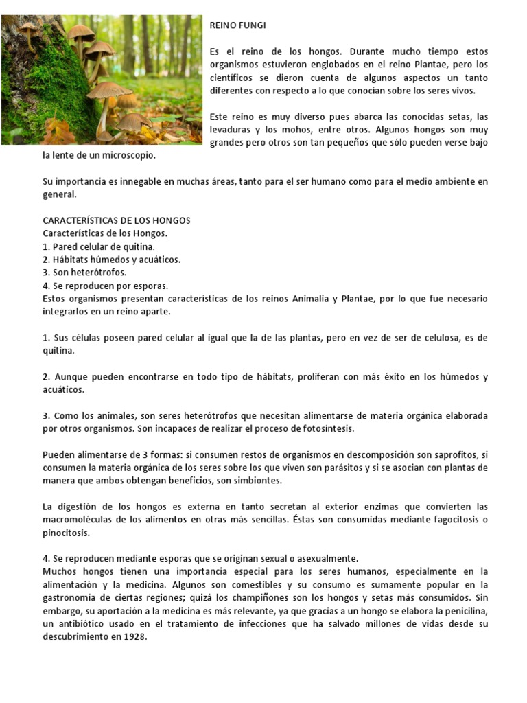 Reino Fungi | PDF | Hongo | Organismos