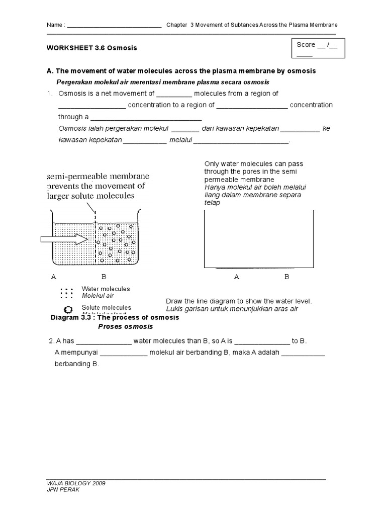 WORKSHEET 3.6 Osmosis | PDF | Osmosis | Analytical Chemistry