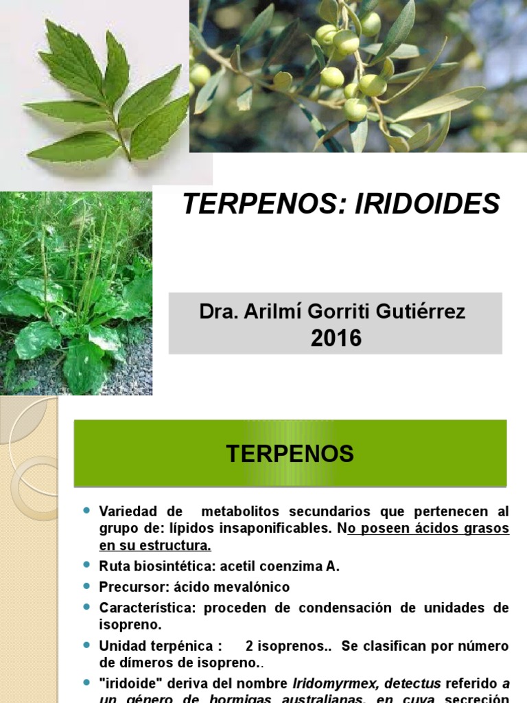 Terpenos e Iridoides | PDF | Productos naturales | Química