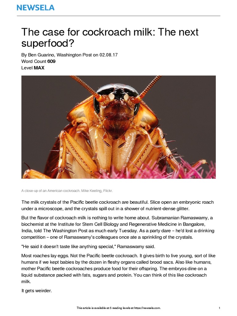 Elem-Cockroach-Milk-26557-Article and Quiz | PDF | Milk | Cattle