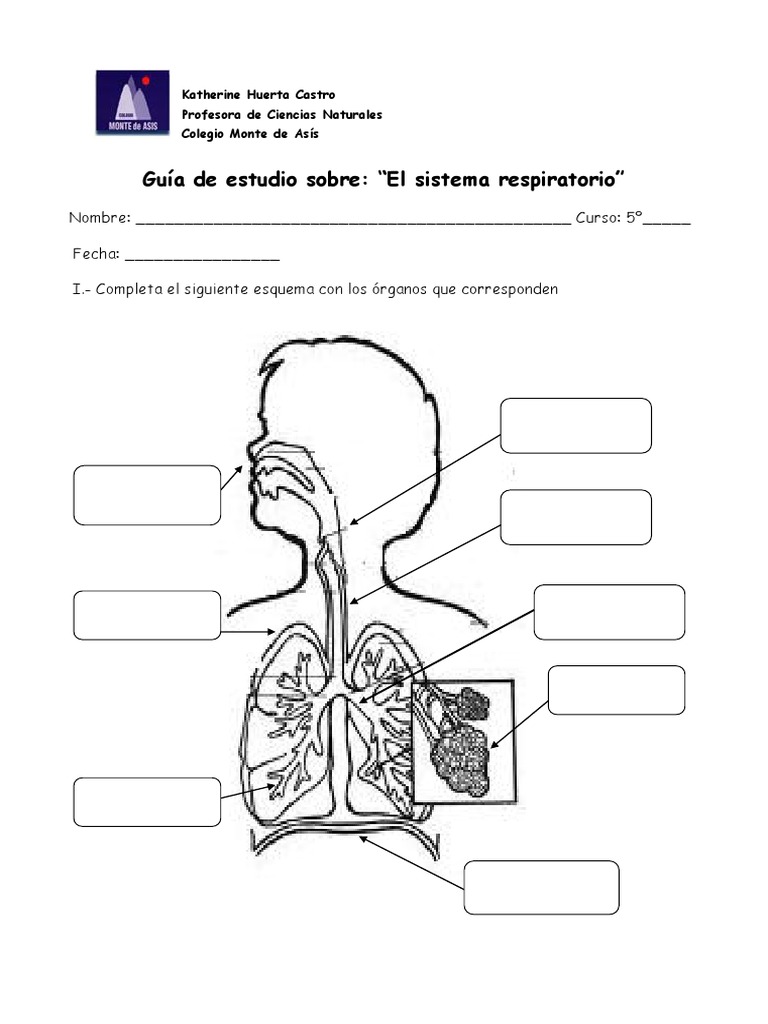 Guía de Estudio Sistema Respiratorio 5º Ok | PDF