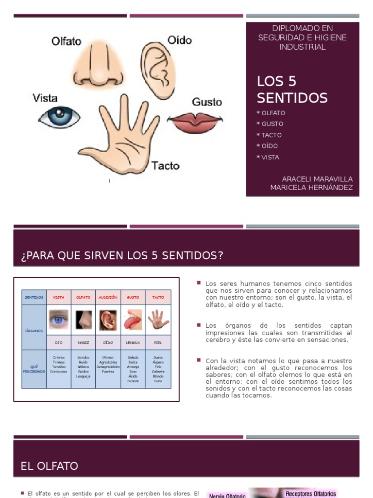 Los 5 Sentidos | PDF | Gusto | Olfato