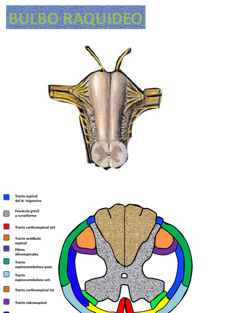 Anatomía del Bulbo Raquídeo y Protuberancia | PDF | Sistema nervioso ...