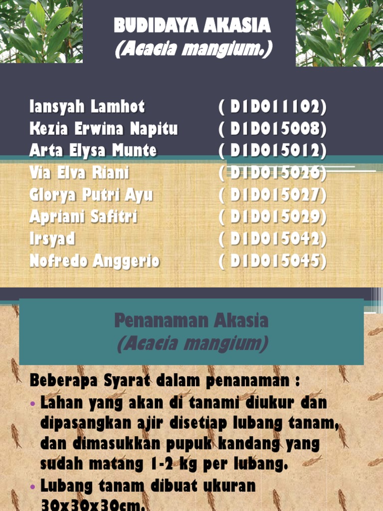 Akasia | PDF