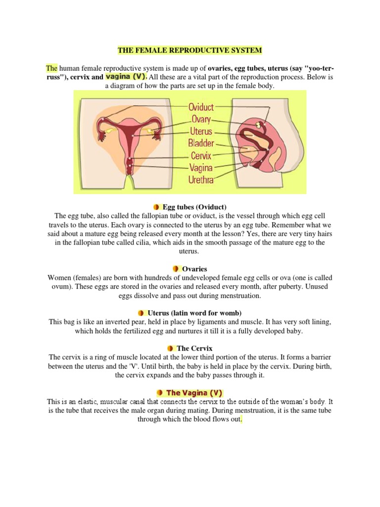 The Female Reproductive System | Download Free PDF | Uterus | Testicle