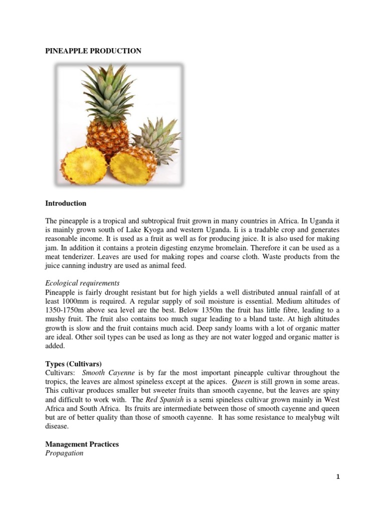 Pineapple Production and Management Guide | PDF | Pineapple | Weed
