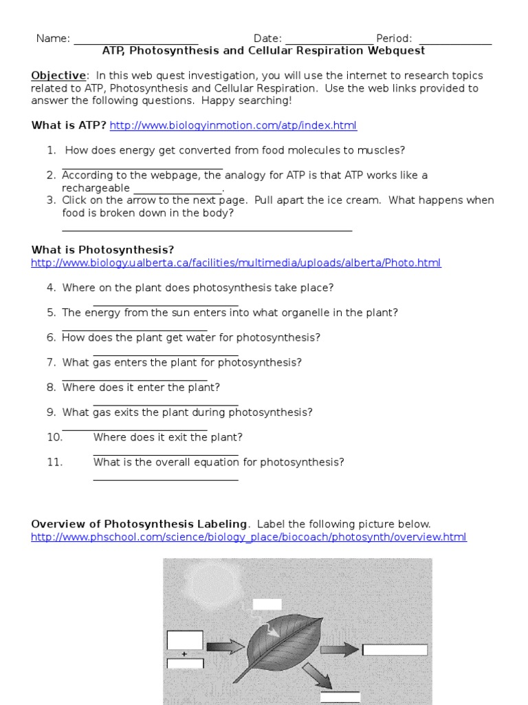 Atp Photosynthesis and Cell Respiration Web Quest | PDF ...