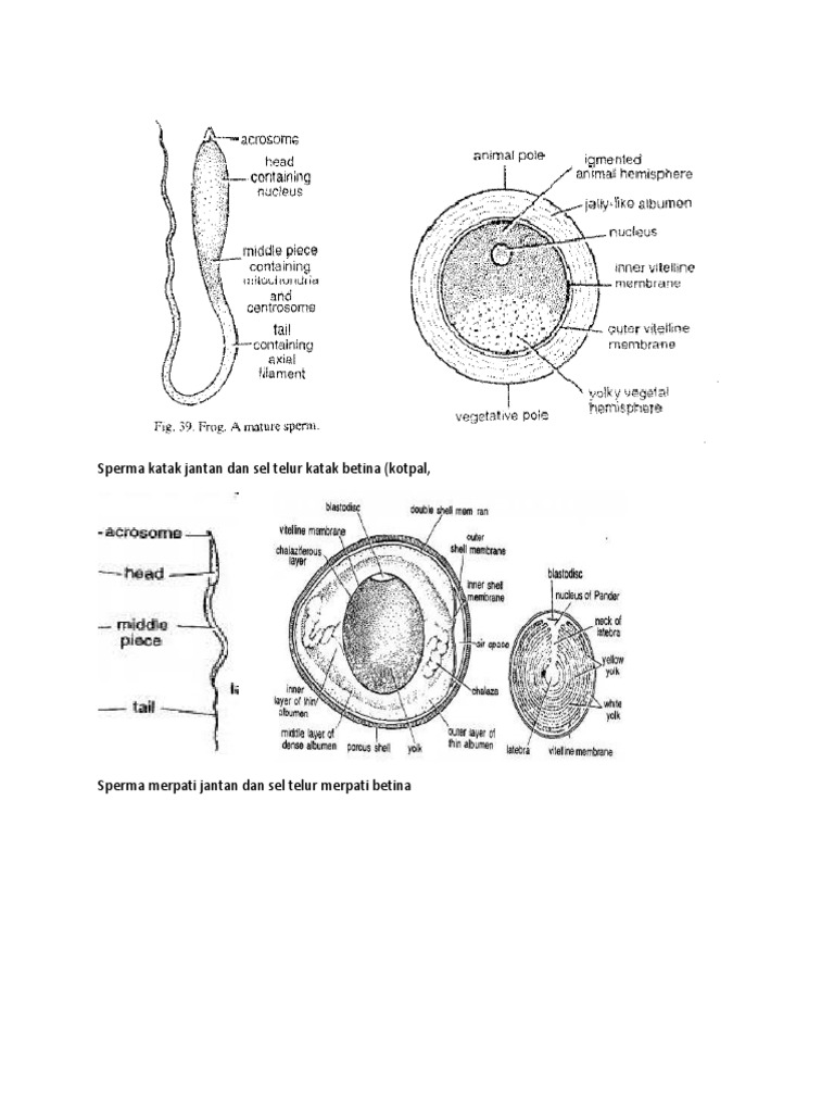 Sperma Katak Jantan Dan Sel Telur Katak Betina | PDF