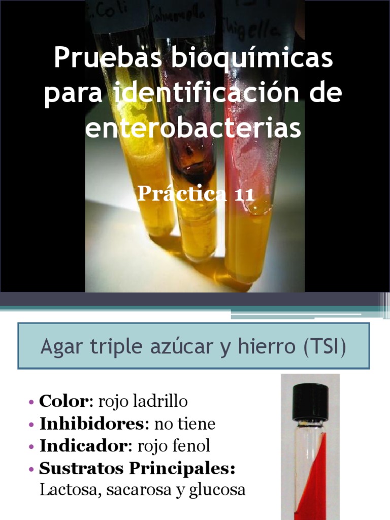 11 Pruebas Bioquc3admicas de Identificacic3b3n de Enterobacterias PDF | PDF | Cocina, comidas y vino