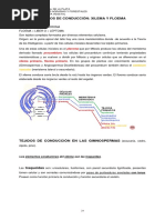 Tejido Conductor Vegetal | PDF | Fisiología de las plantas | Botánica