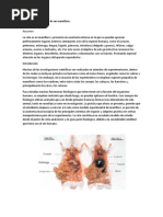 Anatomia de La Rata Externa e Interna Tacher | PDF | Riñón | Abdomen