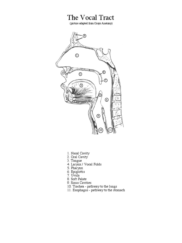 Anatomy of the Vocal Tract | PDF