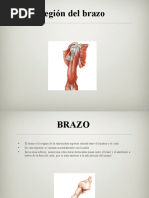 Limbo | PDF | Hoja | Botánica