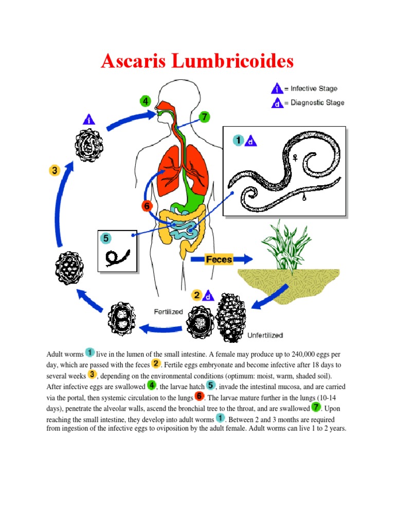 Intestinal Nematodes Life Cycle | Parasites | Public Health