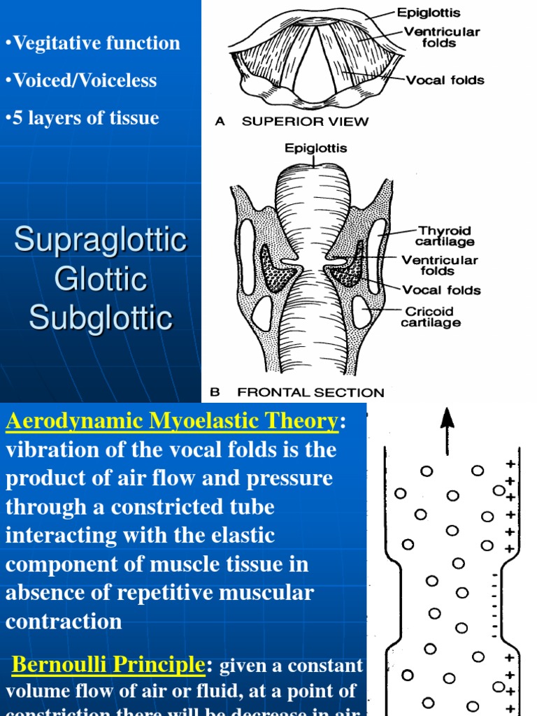 Supraglottic Glottic Subglottic: - Vegitative Function - Voiced ...