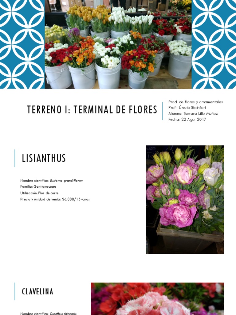 Flores de Corte | PDF | Plantas de jardín | Etnobotánica