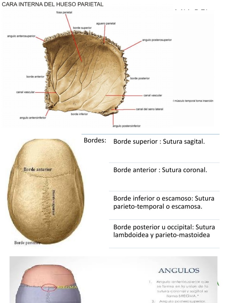 Anatomia Del Hueso Parietal y Lobulo