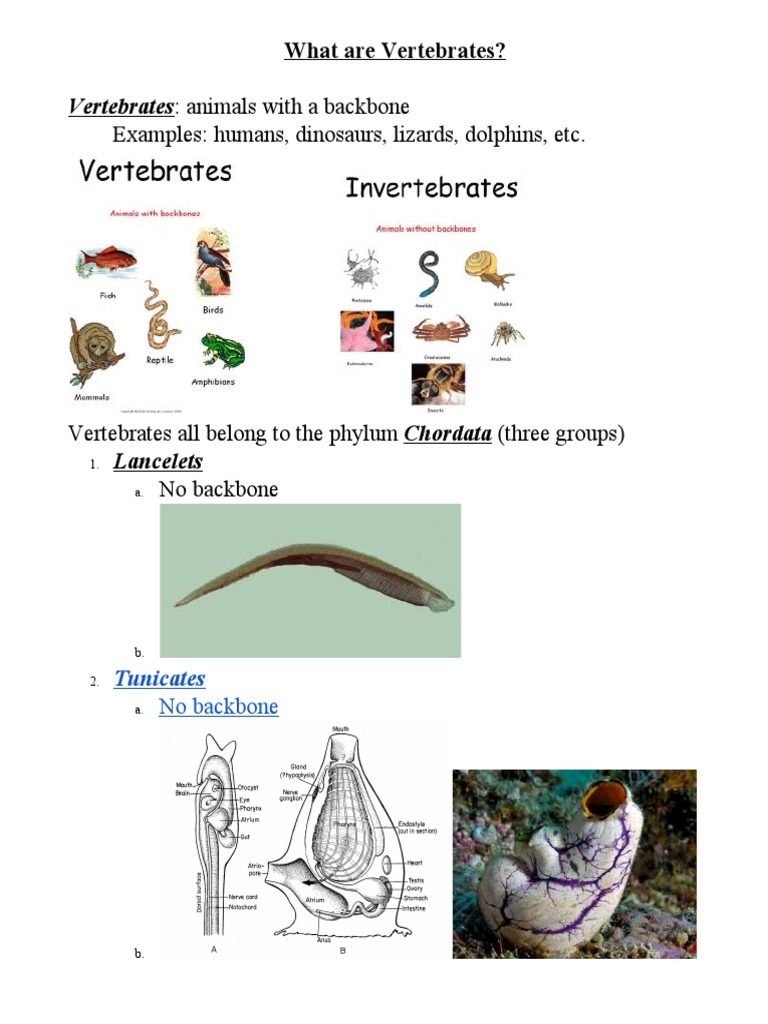 What Are Vertebrates | PDF | Vertebral Column | Vertebrates