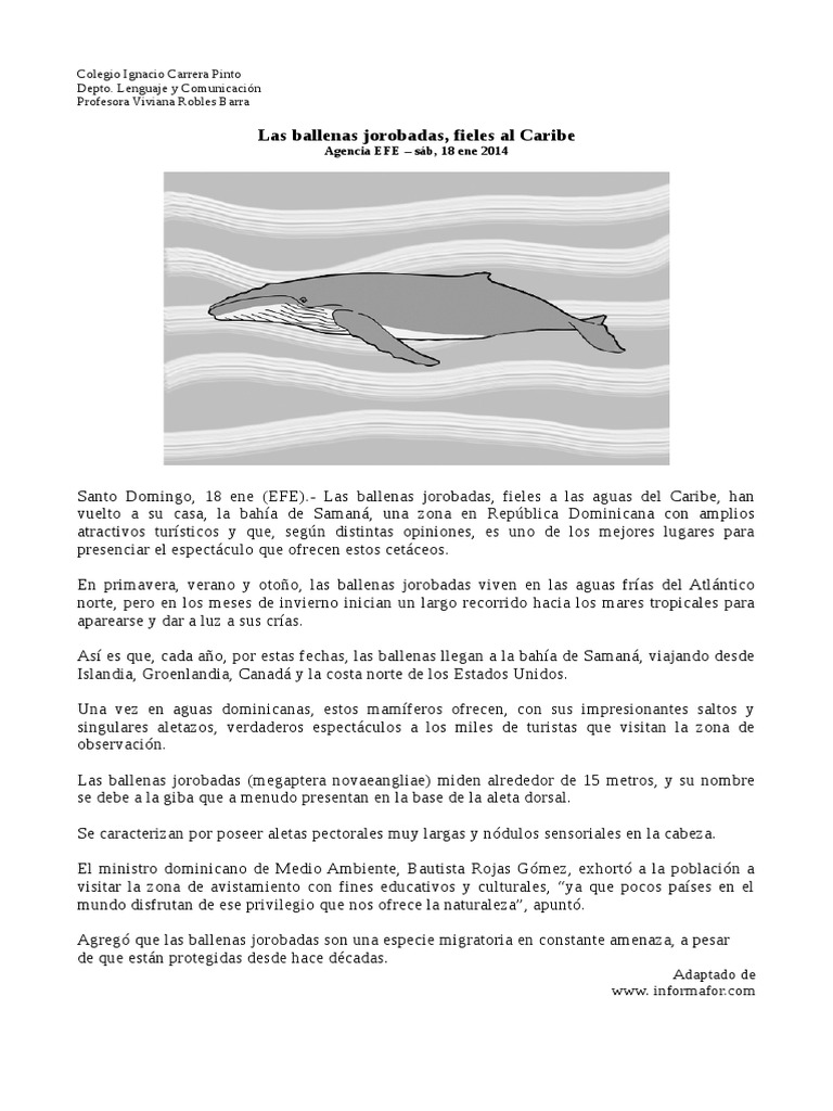 La Ballena Jorobada | PDF | Vertebrados Marinos | Ungulados