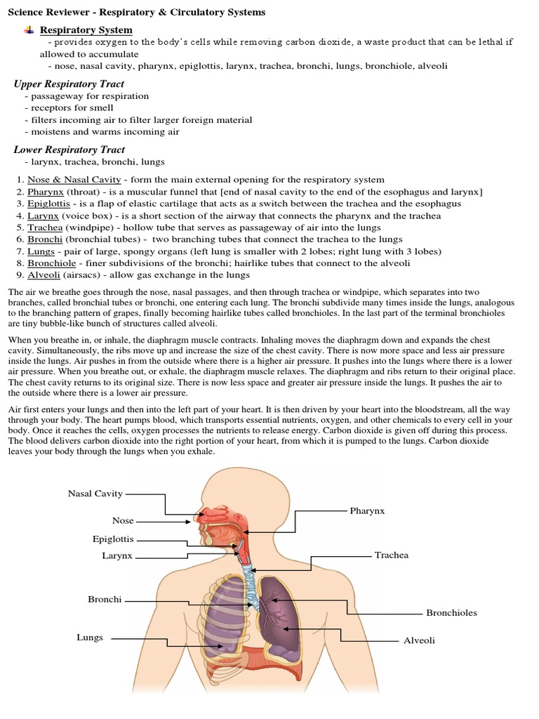Grade 9 Respiratory & Circulatory Systems | PDF | Heart | Atrium (Heart)