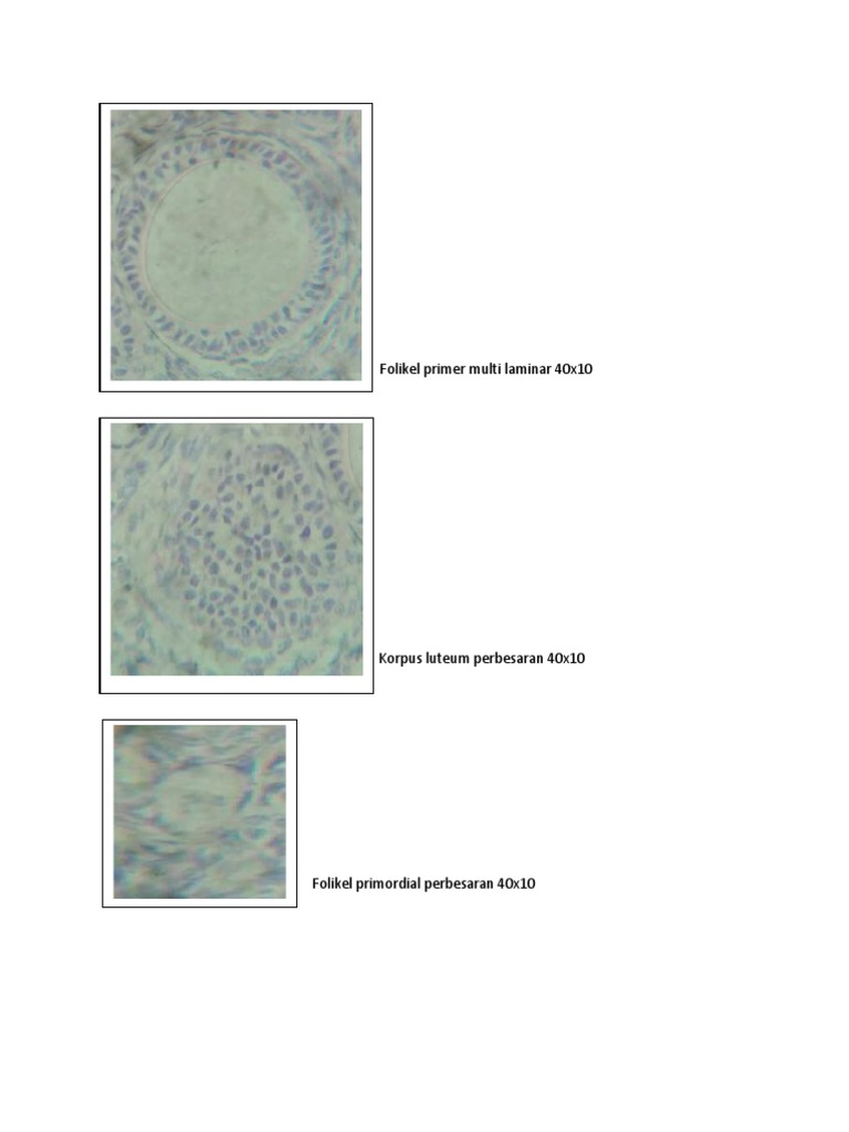 Folikel Primer Multi Laminar 40x10 | PDF