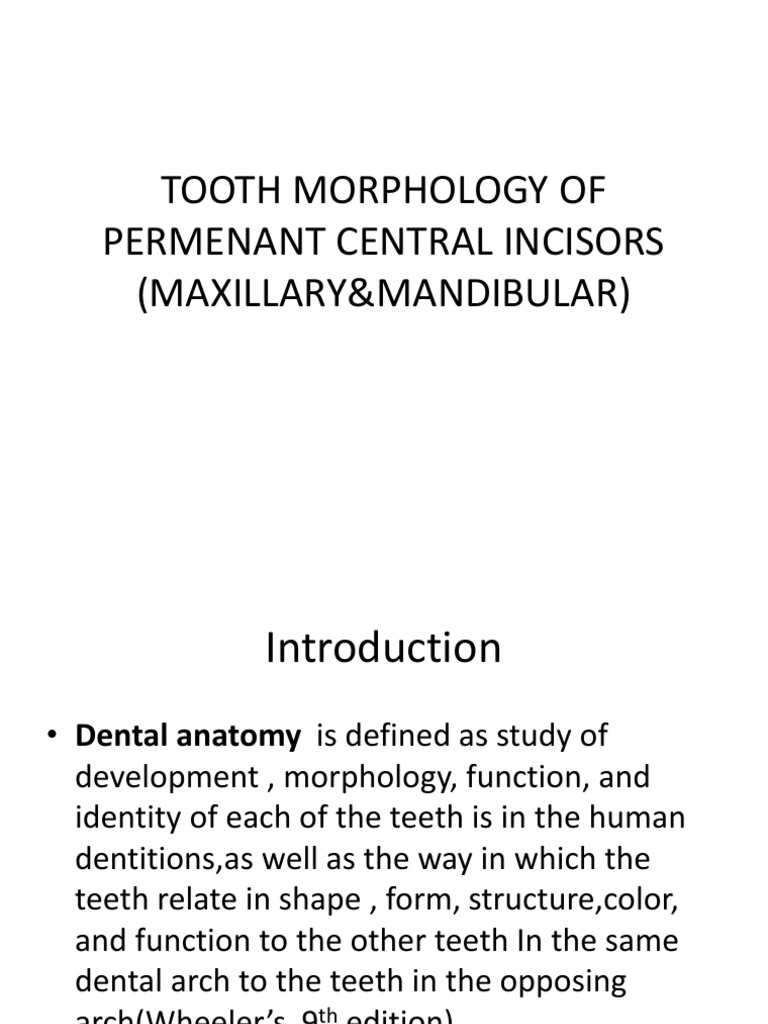 Morphology of Permanent Central Incisors | PDF | Physiognomy | Tooth
