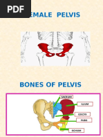 Female Pelvis Diameters Explained | PDF