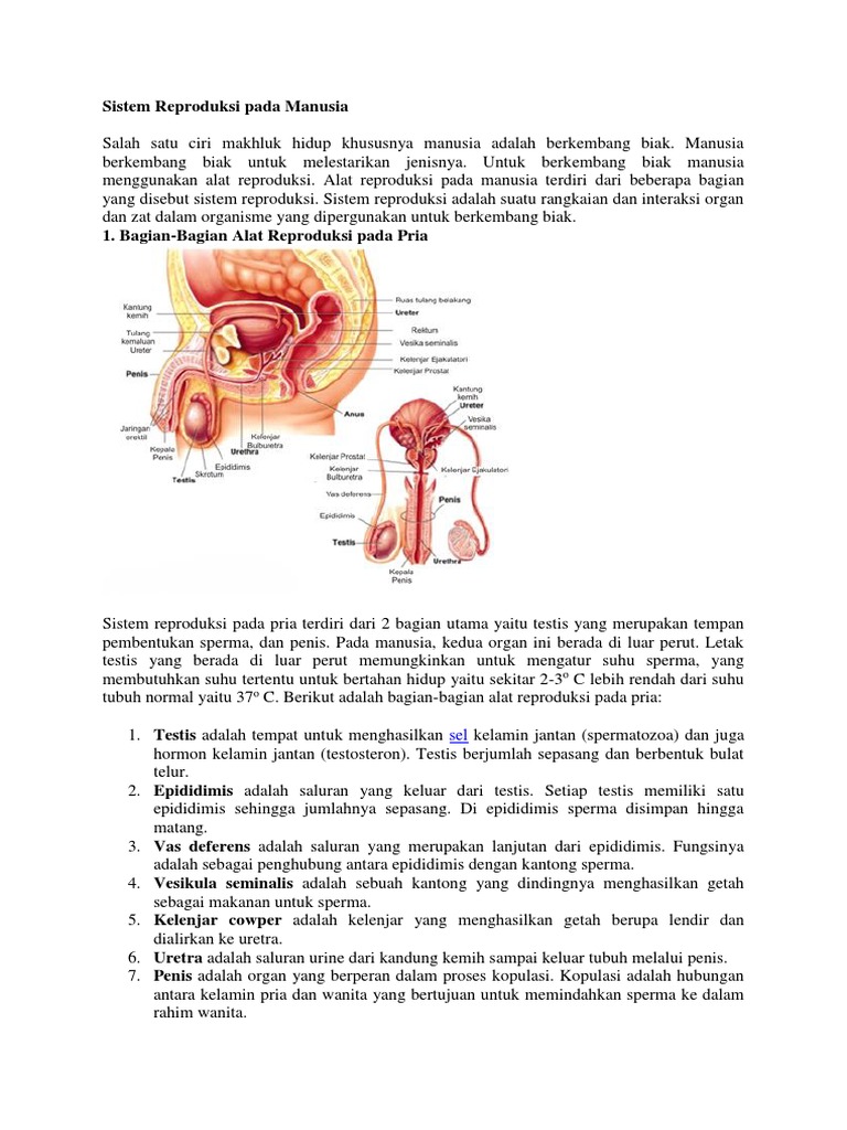 Sistem Reproduksi Pada Manusia | PDF