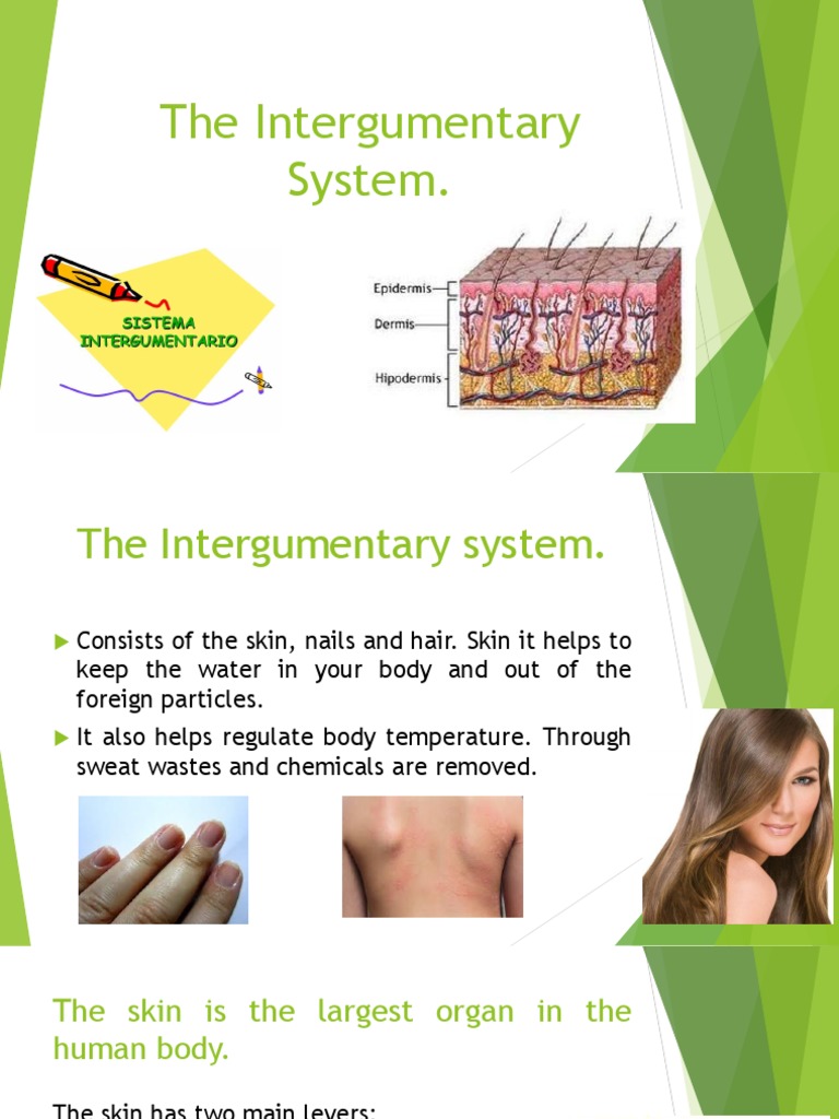 The Intergumentary System | PDF | Integumentary System | Skin