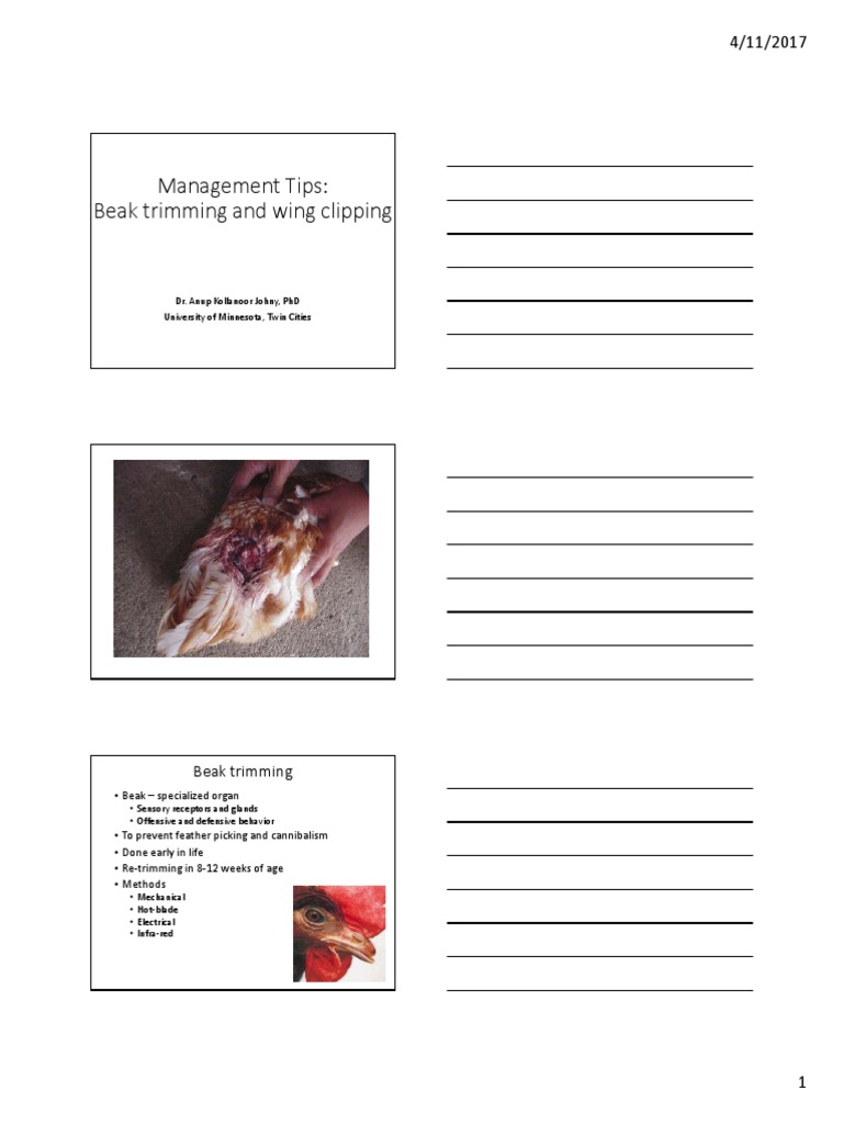 Beak Trimming and Wing Clipping Guide | PDF | Beak | Birds