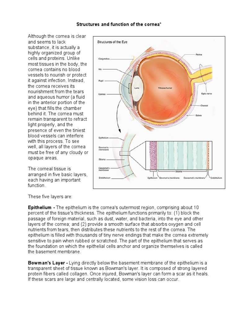 Cornea Structure Layers and Function Web | Cornea | Epithelium